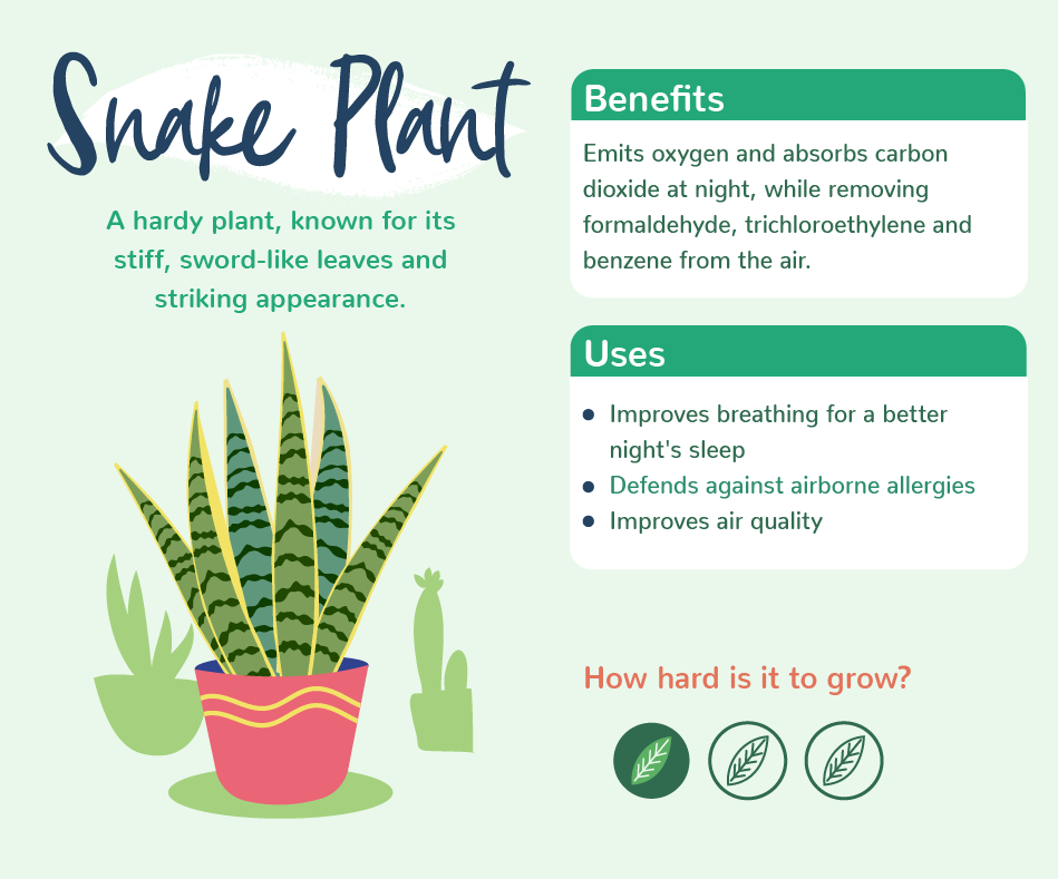 Health Benefits Of Aloe Vera Plant In Bedroom | www.resnooze.com Health Benefits Of Aloe Vera Plant In Bedroom | www.resnooze.com
