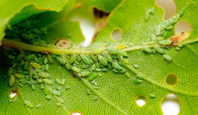 Identify And Treat Indoor Plant Pests And Diseases Love The Garden