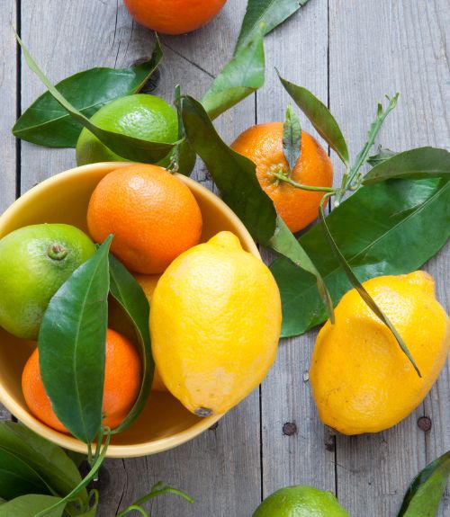 Top Tips for Growing Your Own Citrus | Love The Garden