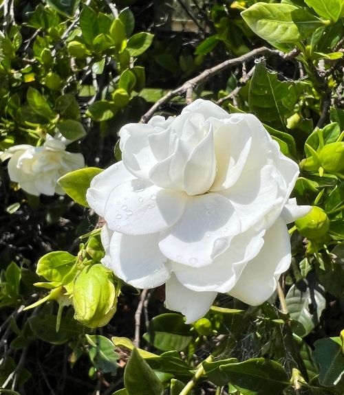 Controlled Release Fertiliser: Roses, Gardenias, Azaleas & Camellias ...