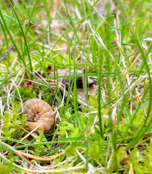How to get rid of Curl Grubs | Love The Garden