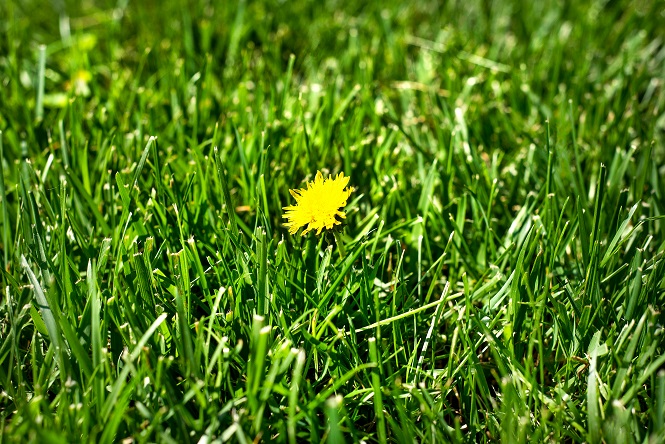 Spring Lawn Care Guide | Love The Garden