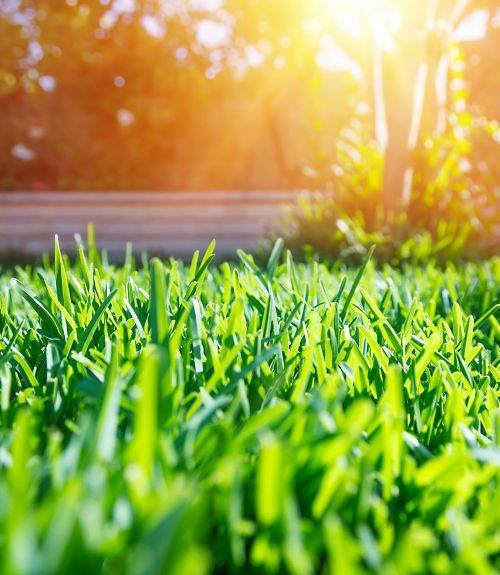 Seasonal lawn care tips | Love The Garden