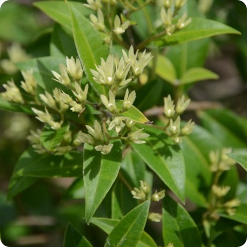 Australian Native Herbs to Grow & Use At Home | Love The Garden