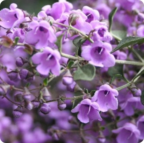 Australian Native Herbs to Grow & Use At Home | Love The Garden