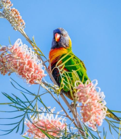 Australian Native Herbs to Grow & Use At Home | Love The Garden