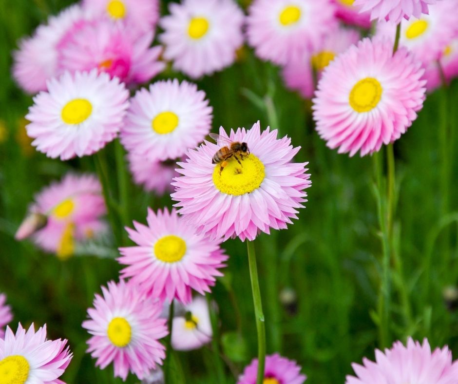 Top 5 Australian Native Plants | Love The Garden