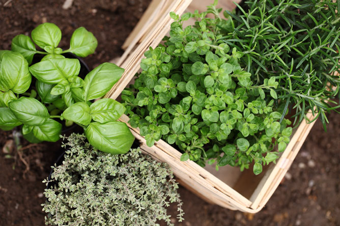Best growing guide for Herbs - Scotts Australia
