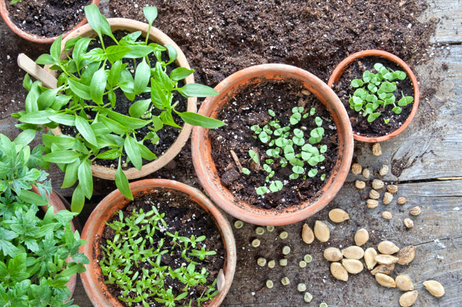 The right pot for your crop - Scotts Australia