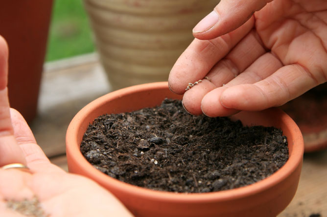 Potting Mix 101 - Scotts Australia