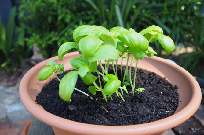 Potting mix basics - Love The Garden