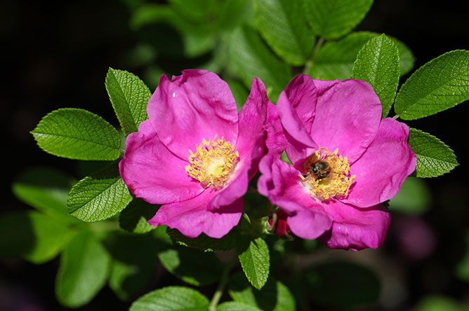 All about roses - Scotts Australia