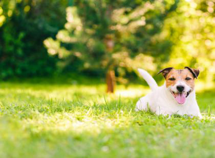 Alles wat je moet weten voor een geweldig gazon | Love the Garden