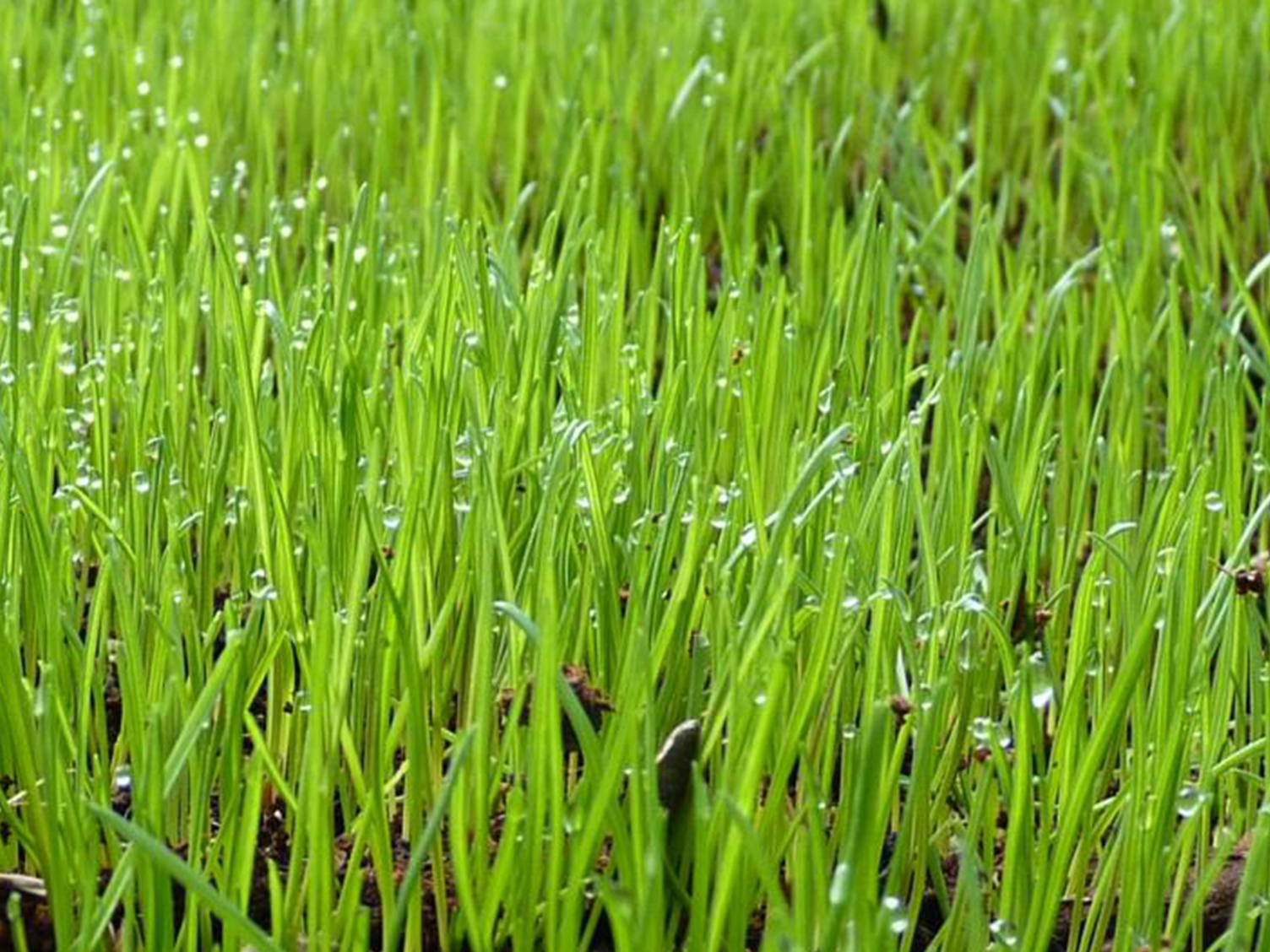 Die richtige Rasenpflege | Liebe Deinen Garten