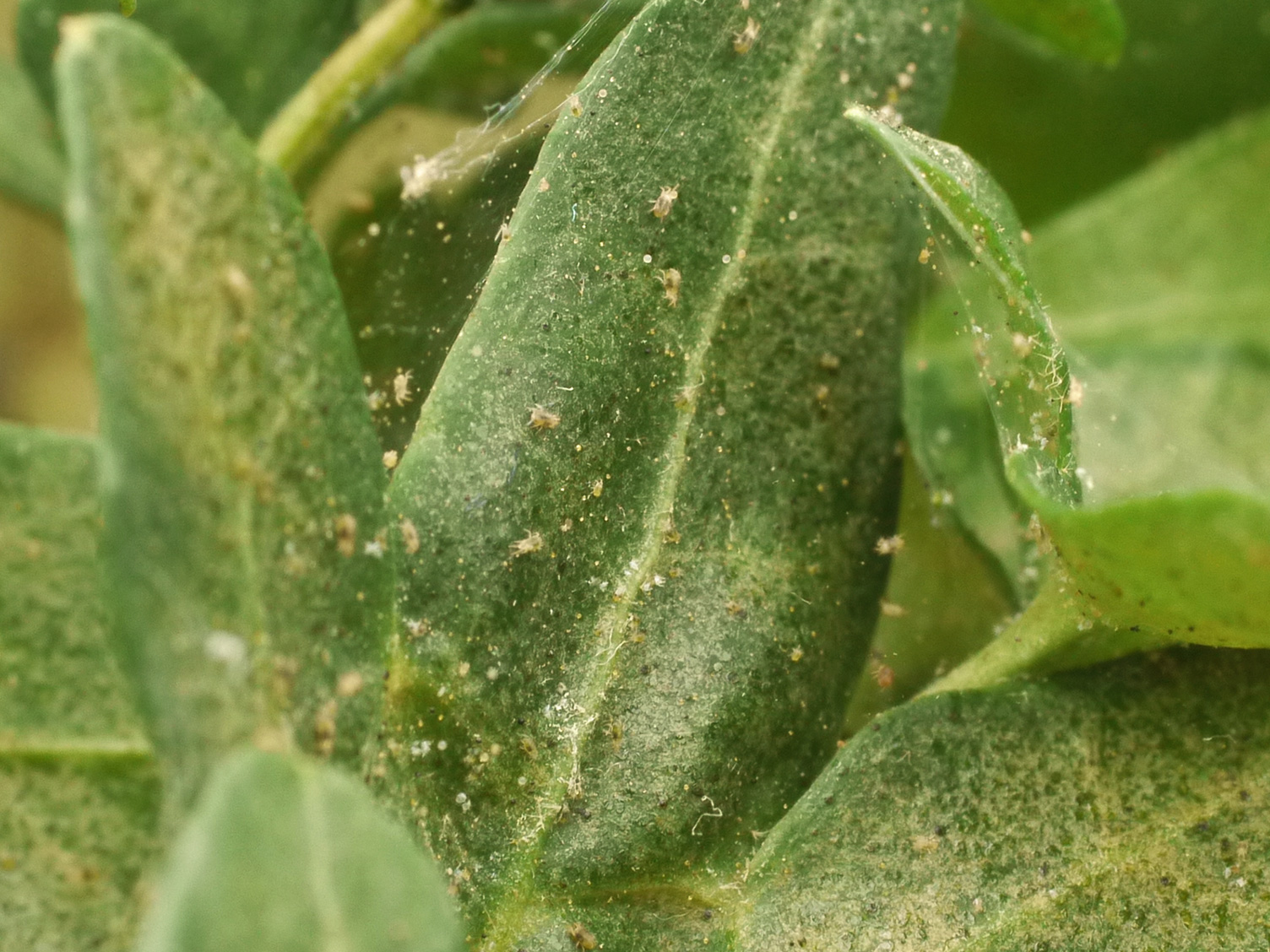 Obstbaumspinnmilbe frühzeitig bekämpfen | Liebe Deinen Garten