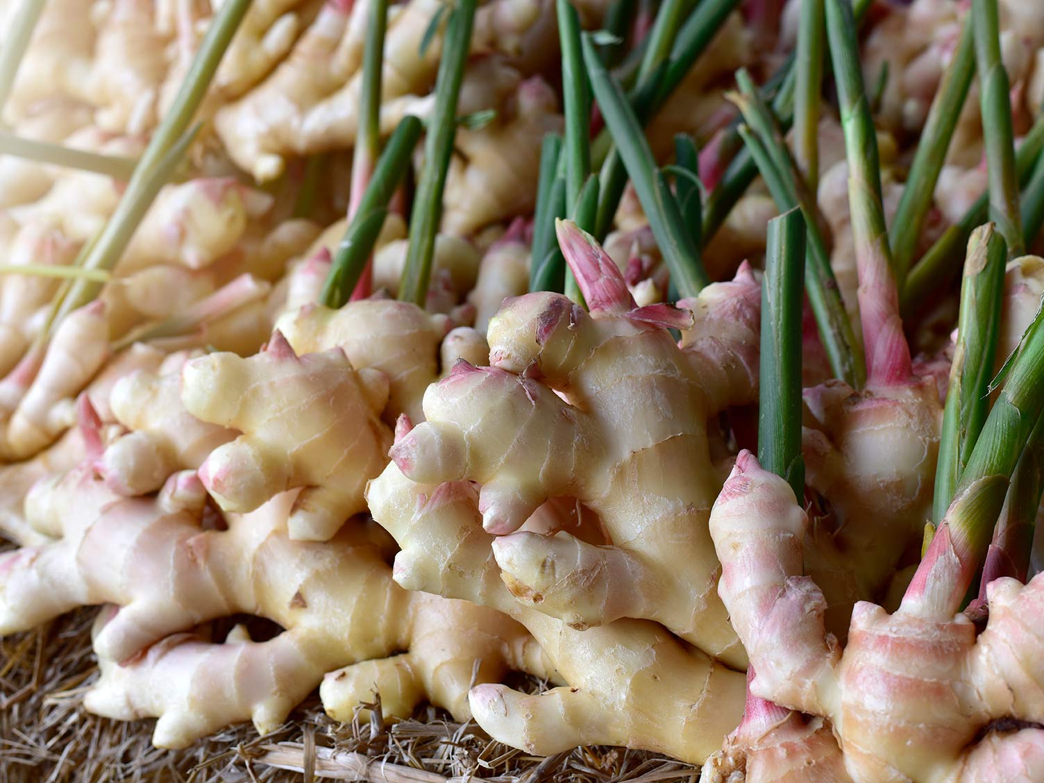 Unser Gartenkalender für den Monat Mai | Liebe Deinen Garten