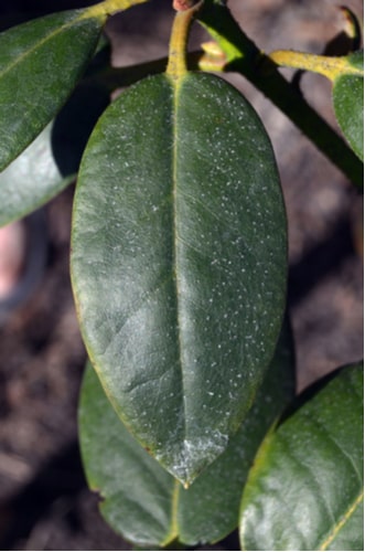 Najczęściej występujące choroby rododendronów | Love The Garden