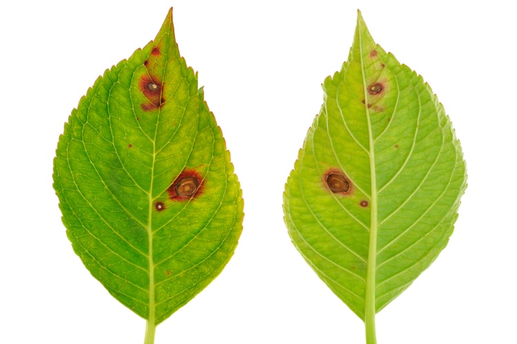 Hortensje - choroby i insekty | Love The Garden