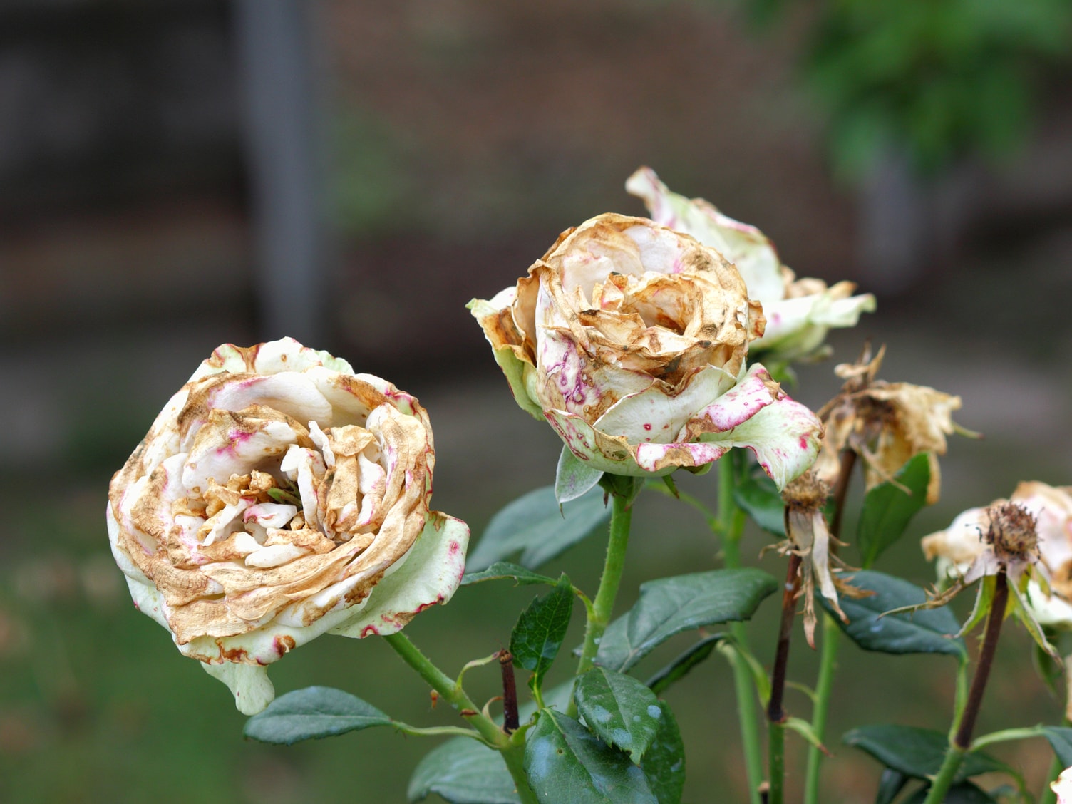 Choroby roślin, drzew owocowych, iglaków. Choroby grzybowe | Love The ...
