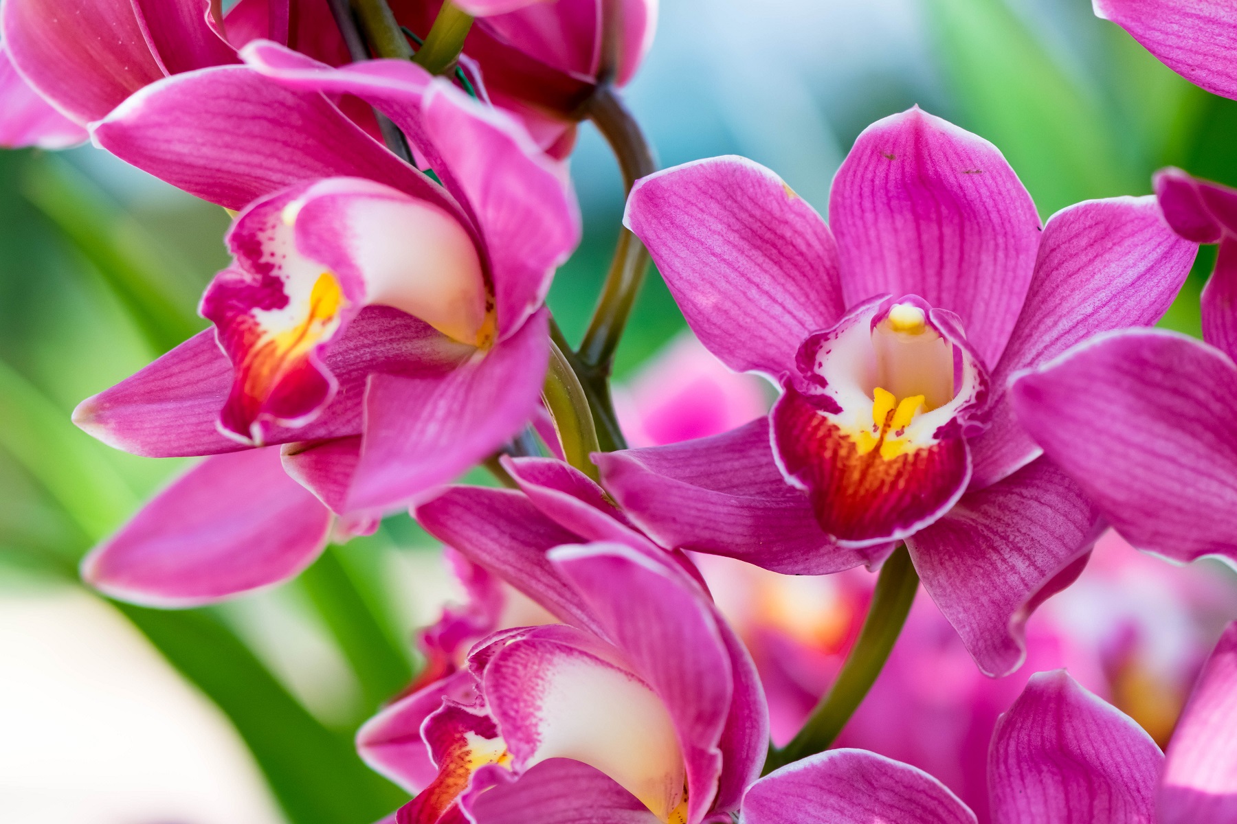 Wanneer een orchidee snoeien | Ilovemygarden
