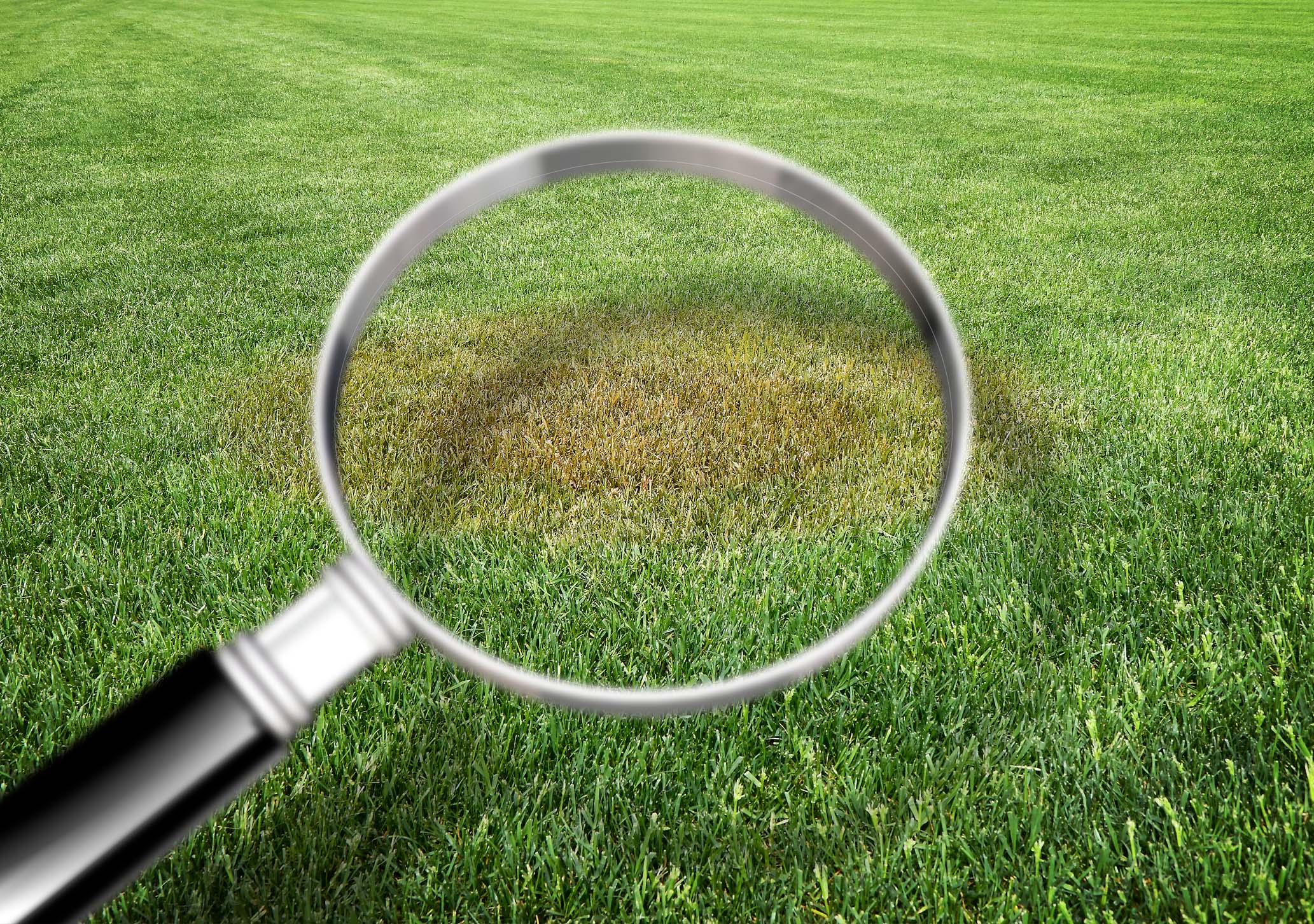 Lawn Care Basics - Scotts Australia