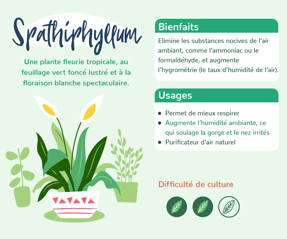 Plantes Et Santé | Les Bienfaits Des Plantes | La Pause Jardin