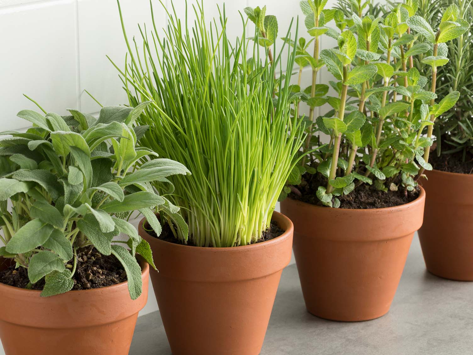 Best growing guide for Herbs - Scotts Australia