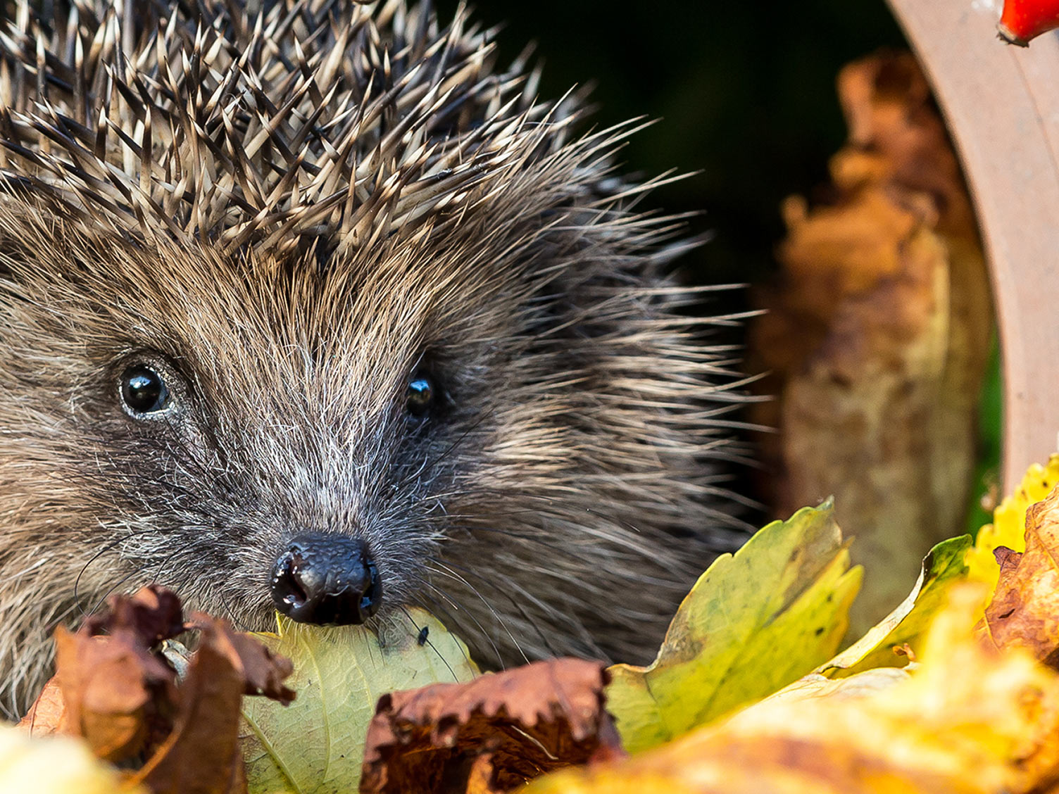 15 hedgehog facts for kids | Love The Garden