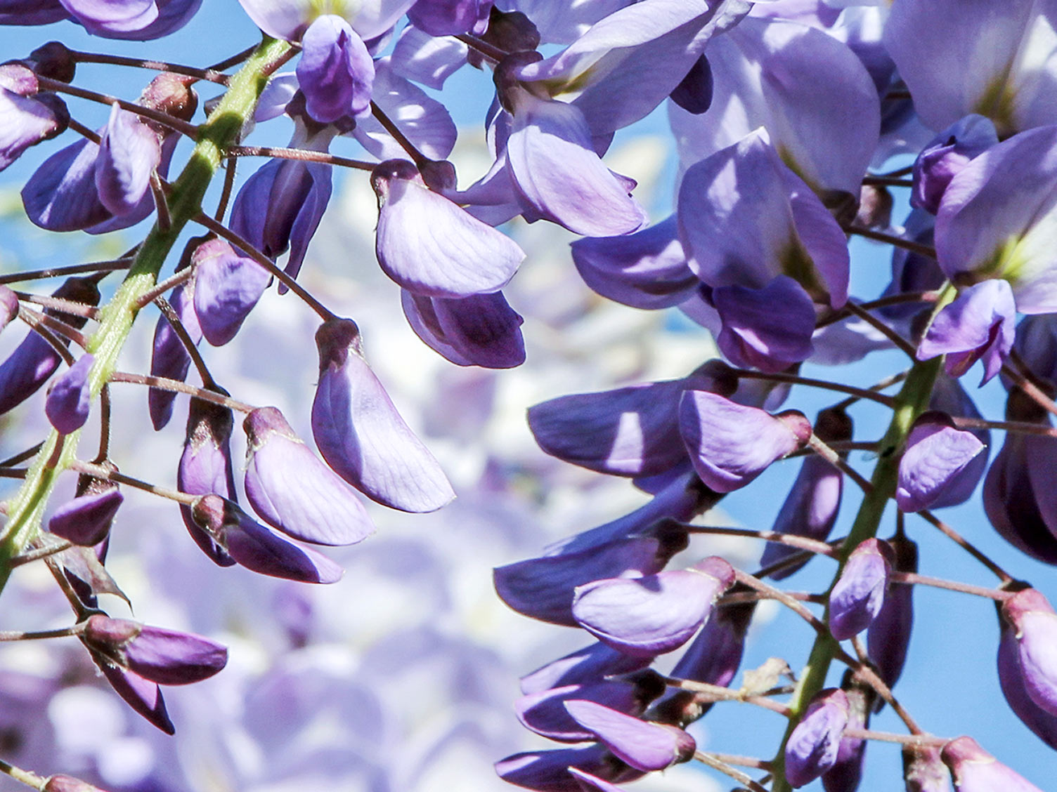 How to grow and care for wisteria | Love The Garden