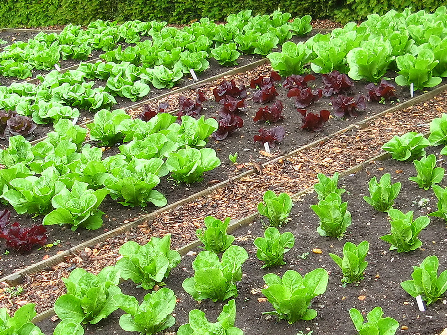 Advice & Inspiration | Love The Garden