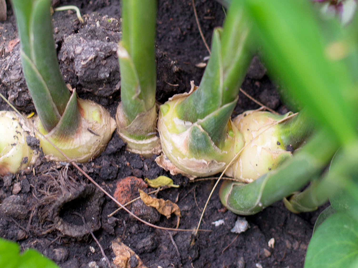 Ginger Vegetable Plant