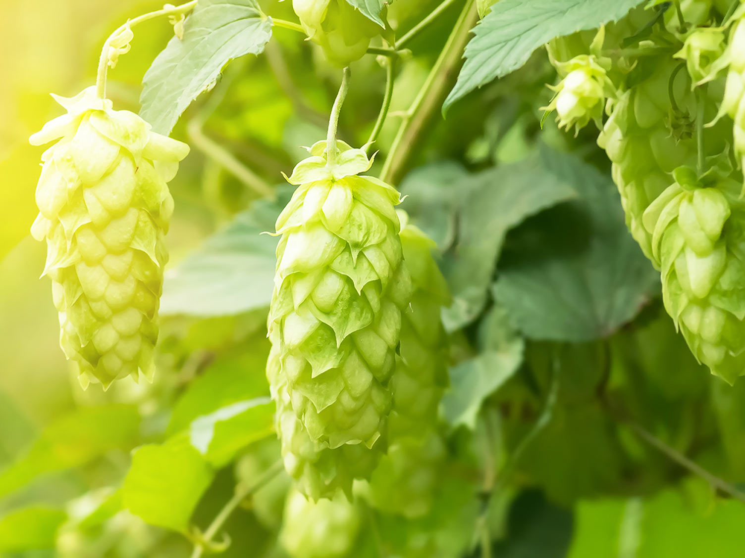 How to make your own homebrew | Love The Garden