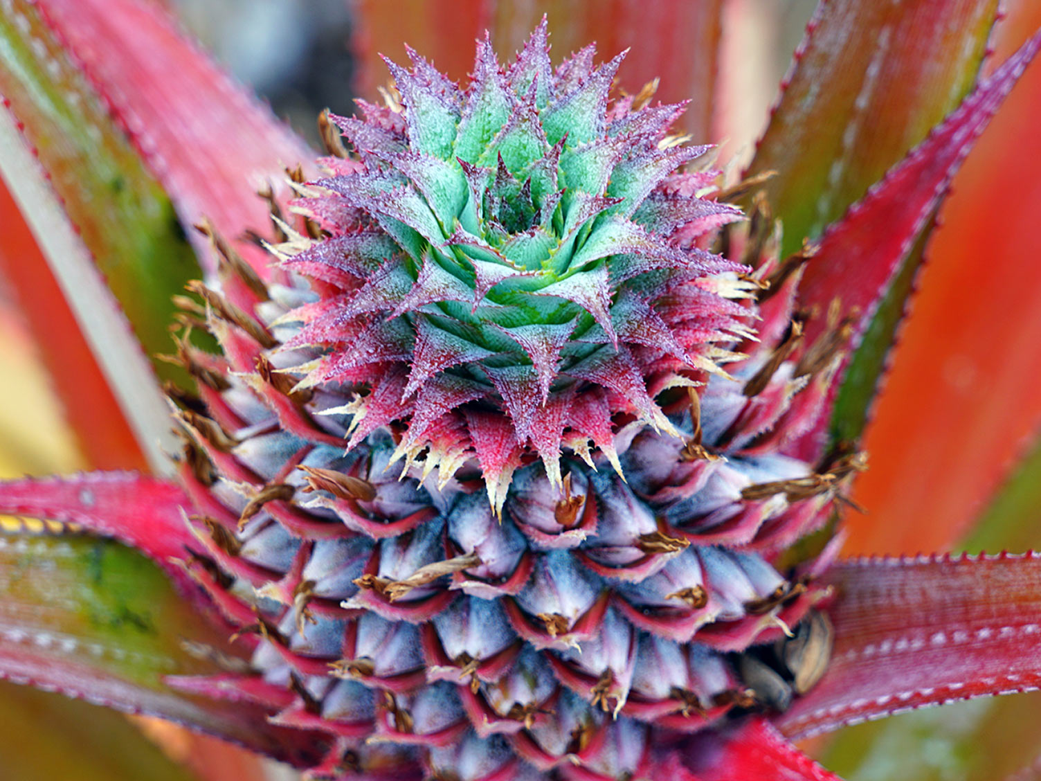 How to grow and care for lemons | lovethegarden