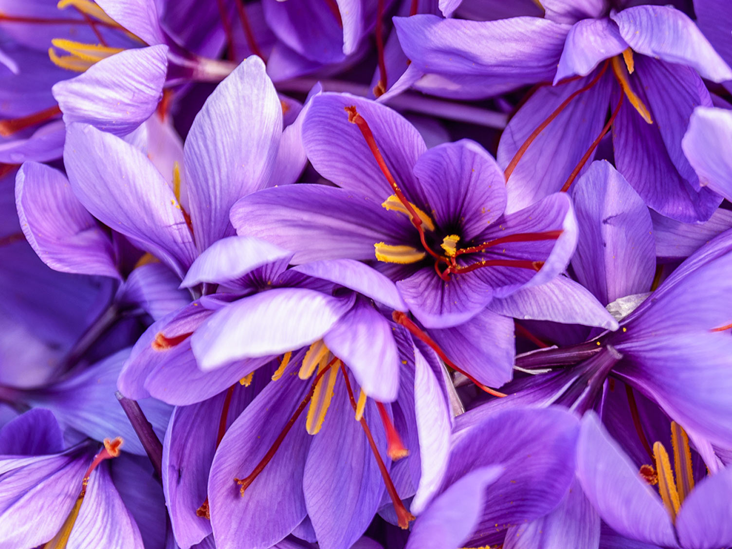 Advice & Inspiration | Love The Garden