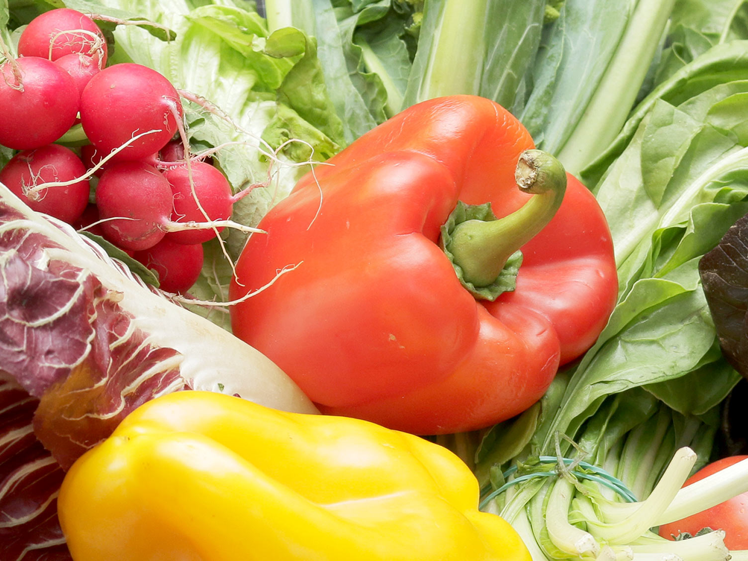 How to grow and care for melons | lovethegarden