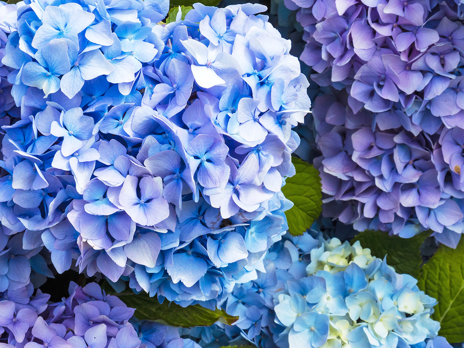How and when to prune hydrangeas | Love The Garden