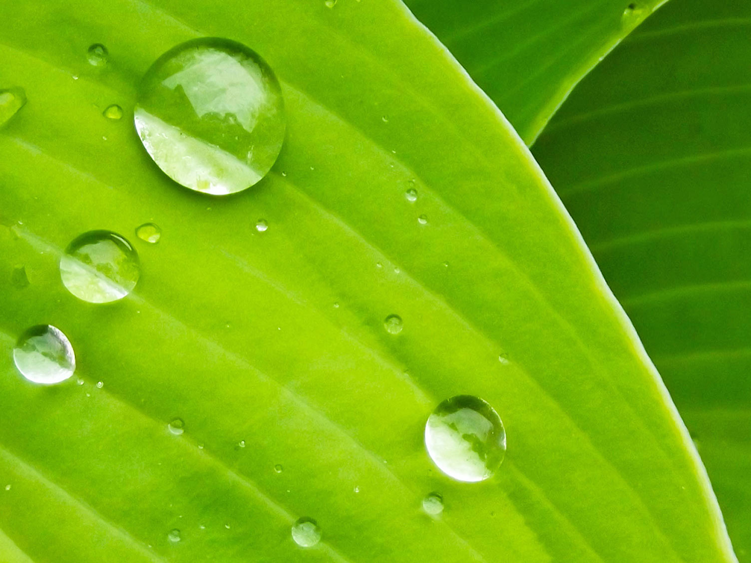 A guide to 'water smart' gardening | Love The Garden