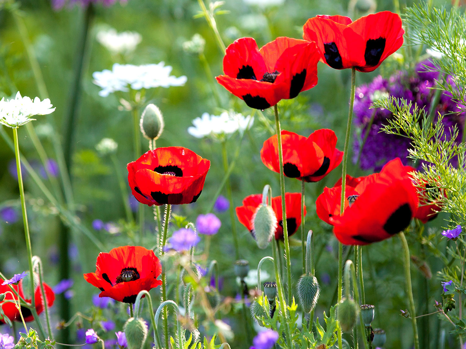 Feeding plants and borders | Love The Garden