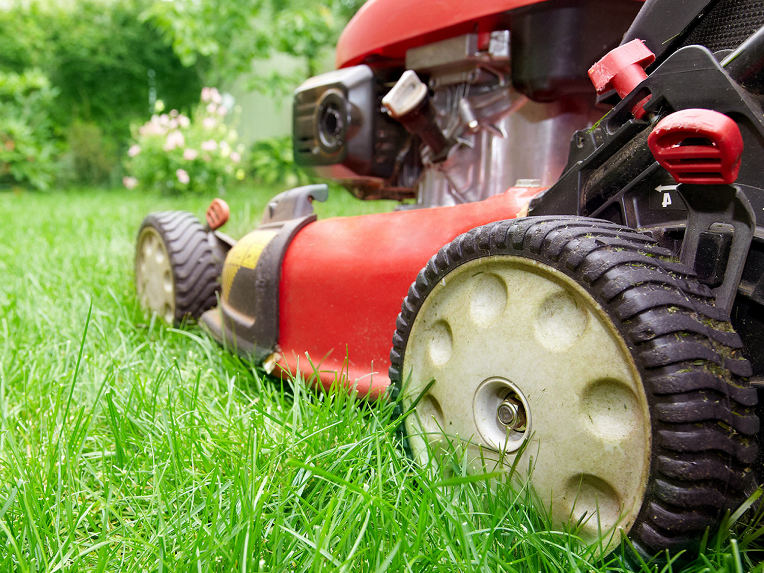 How to get a great looking lawn | Love The Garden