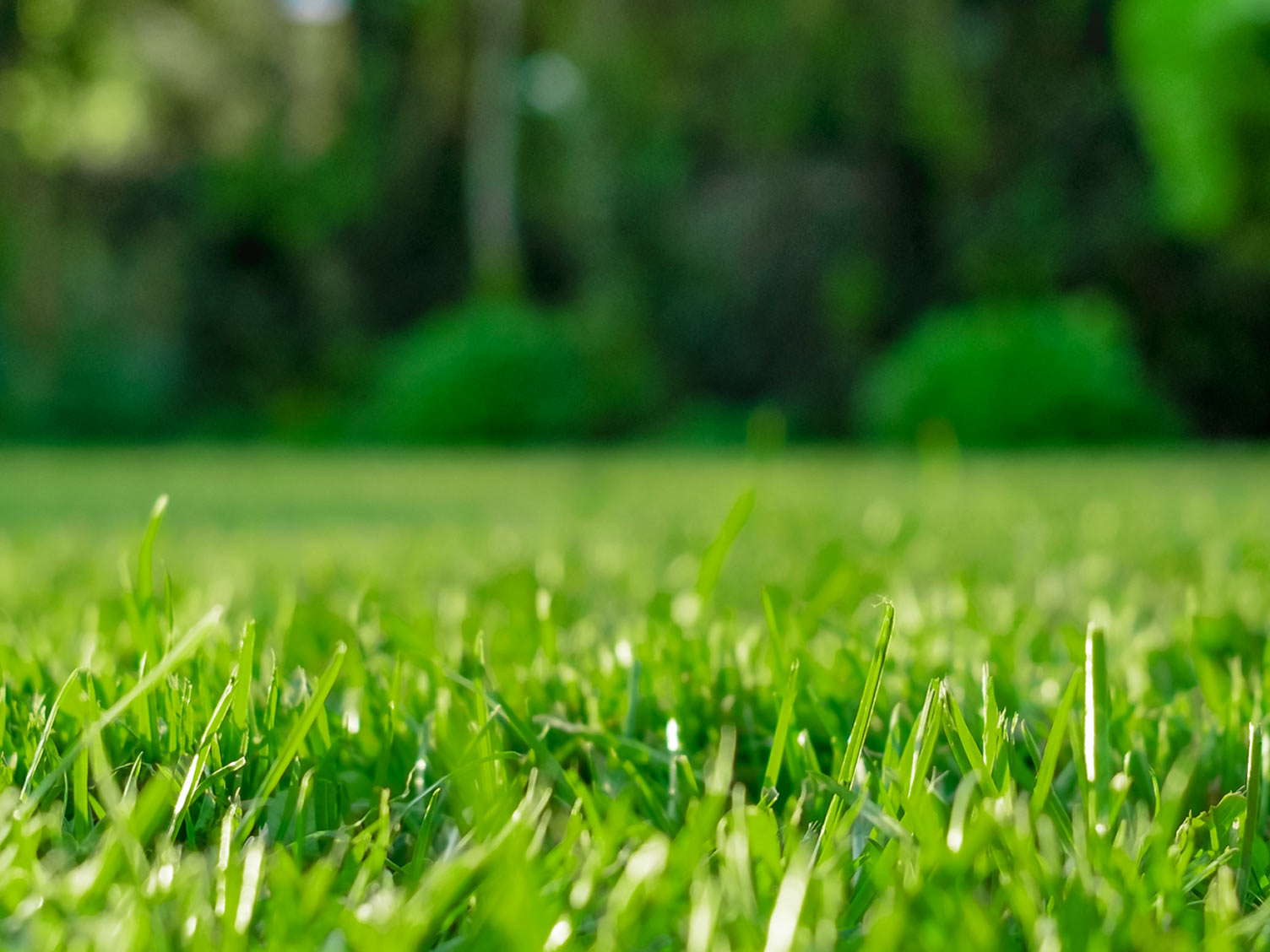 How to seed and grow grass | Love The Garden