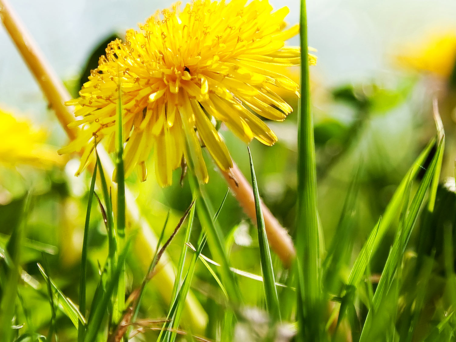 Lawn Problems Love The Garden lawn-problems-love-the-garden