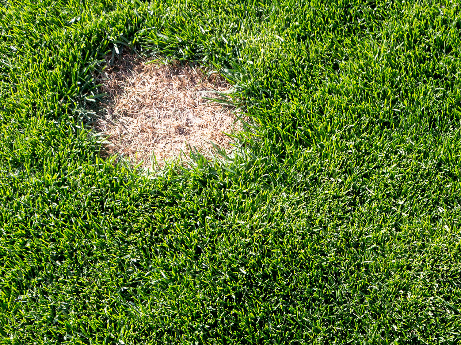 Lawn Repair and Seeding | Love The Garden