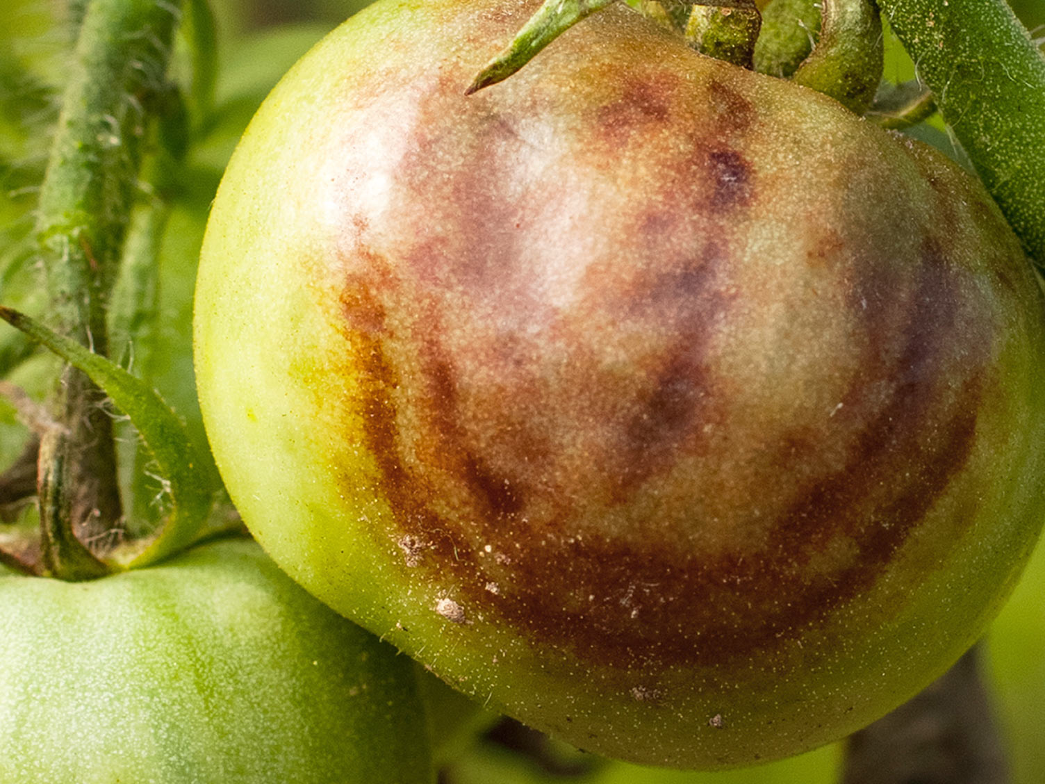 11 common fruit and vegetable problems | Love The Garden