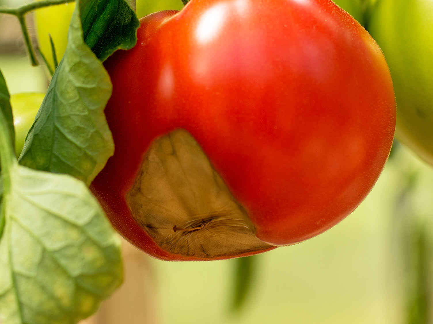 Plant Disease Prevention and Control | Love The Garden