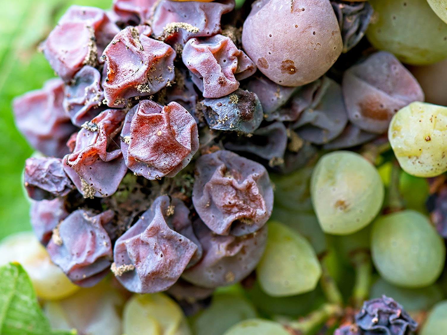 Plant Disease Prevention and Control | Love The Garden