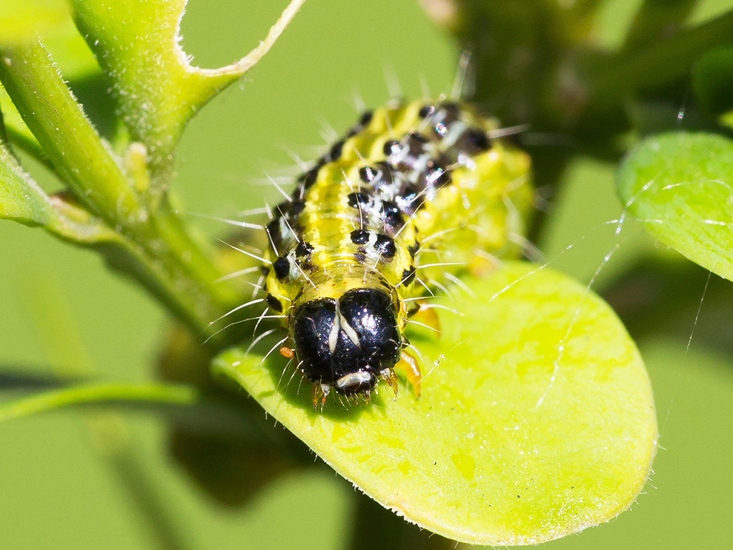 Managing, Weeds, Pests and Diseases | Love The Garden