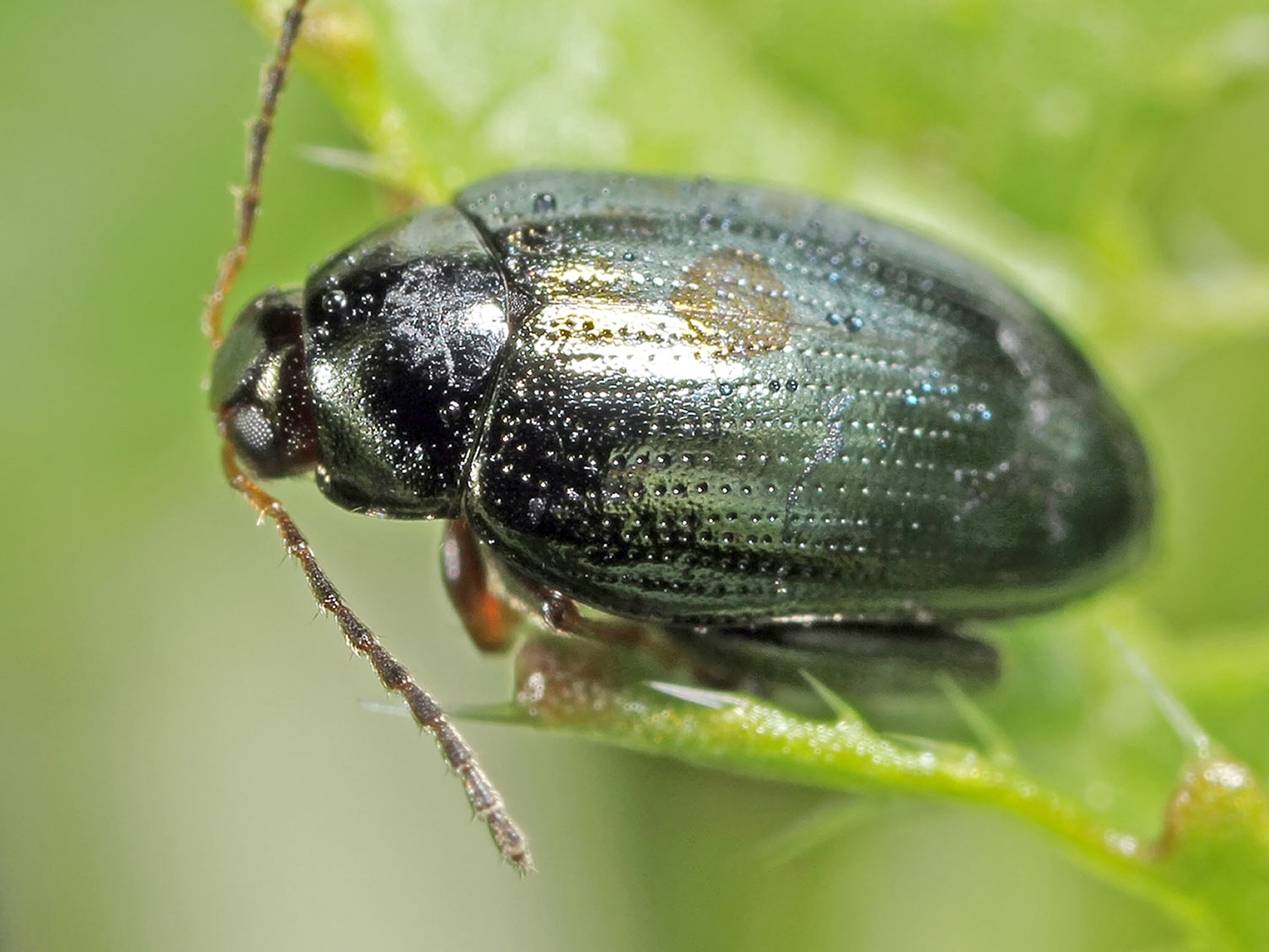 Flea Beetle Killer