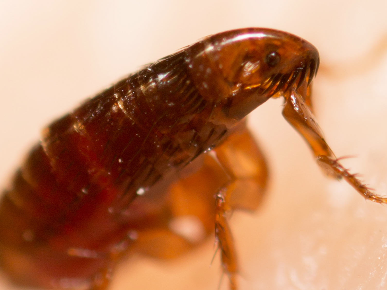 Managing, Weeds, Pests and Diseases | Love The Garden