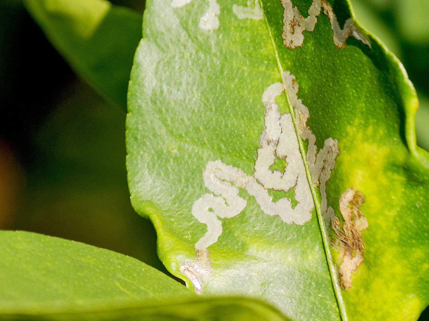 Leaf hopper - treatment and control | Love The Garden