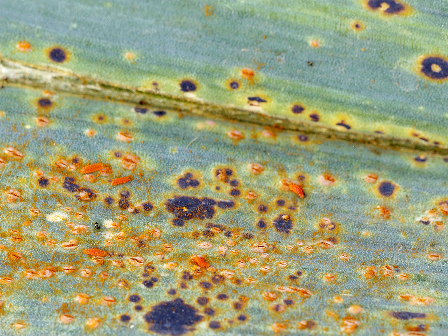 Plant Disease Prevention and Control | Love The Garden